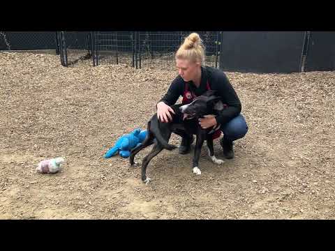 Bud - Oregon Humane Society