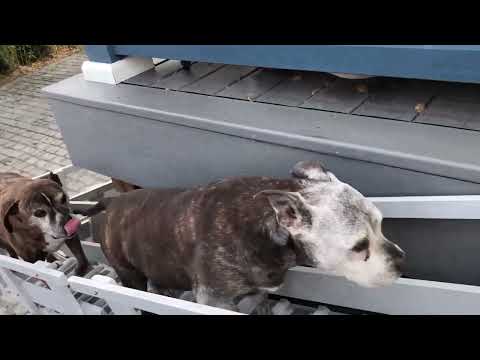 Ruff Ramp – Ramps for Dogs