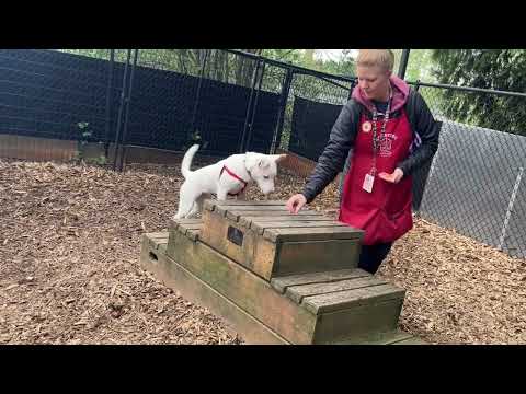 Topsy - Oregon Humane Society