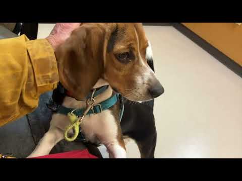 Daisy - Oregon Humane